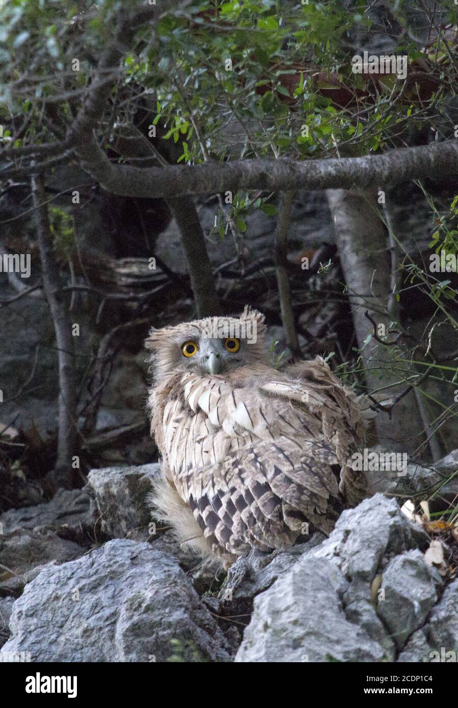 Brown fish owl turkey hi-res stock photography and images - Alamy