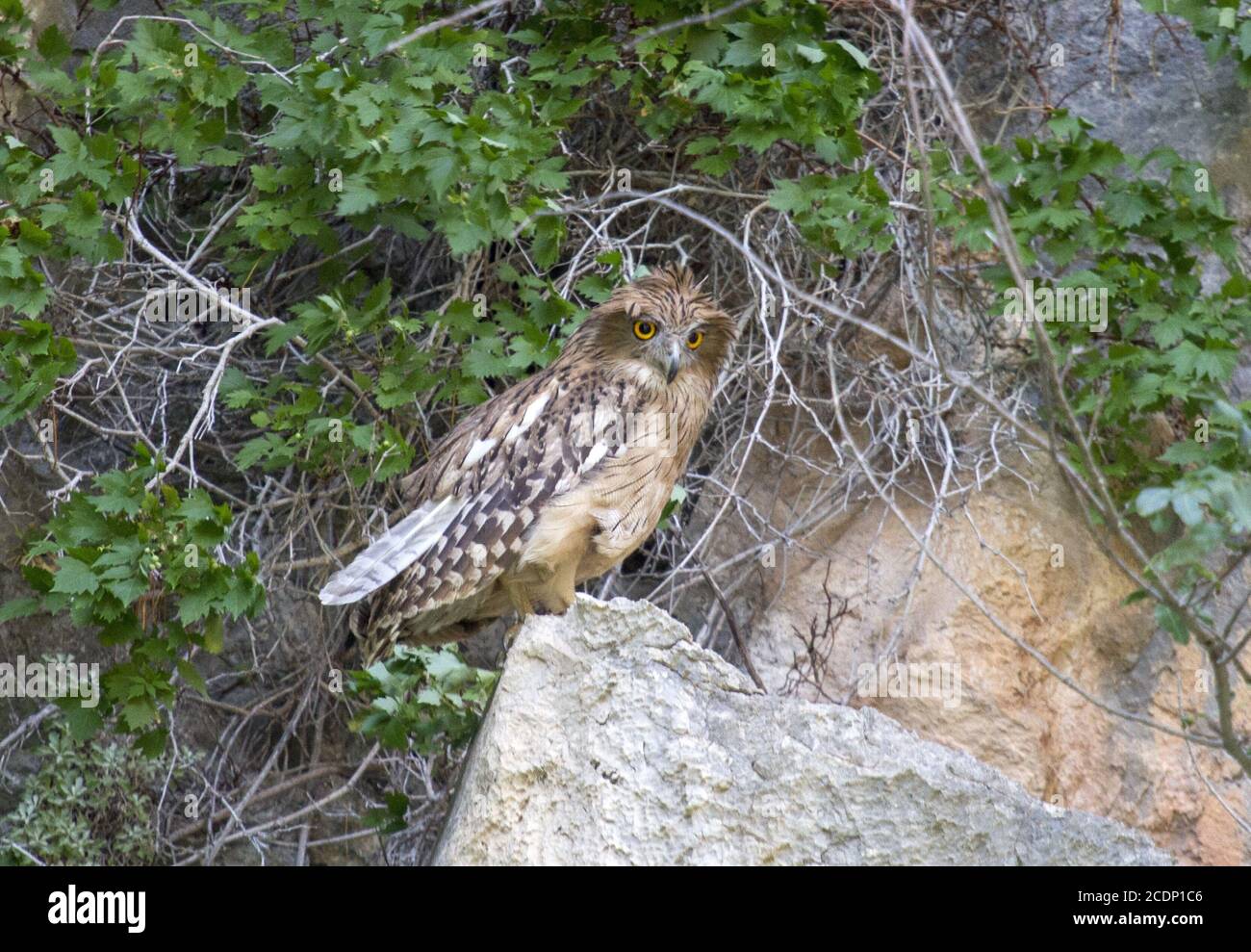 brown fish-owl at Green Canyon near Manavgat, Olymapinar reservoir ...