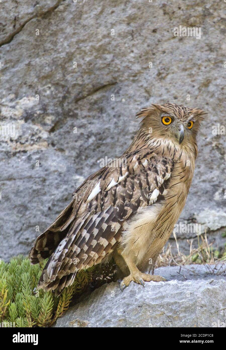 brown fish-owl at Green Canyon near Manavgat, Olymapinar reservoir ...