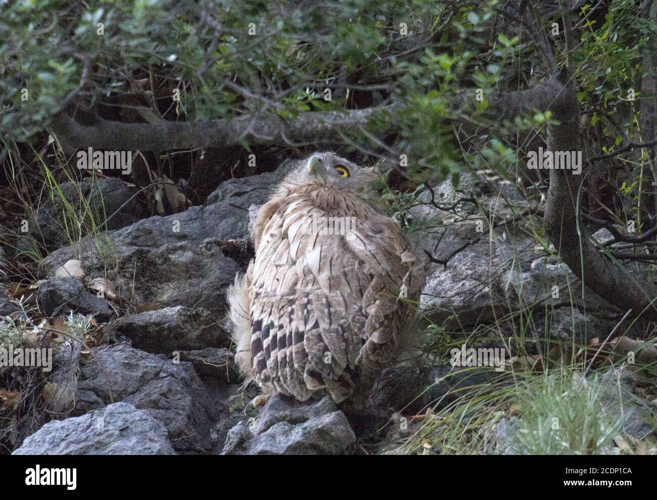 brown fish-owl at Green Canyon near Manavgat, Olymapinar reservoir ...