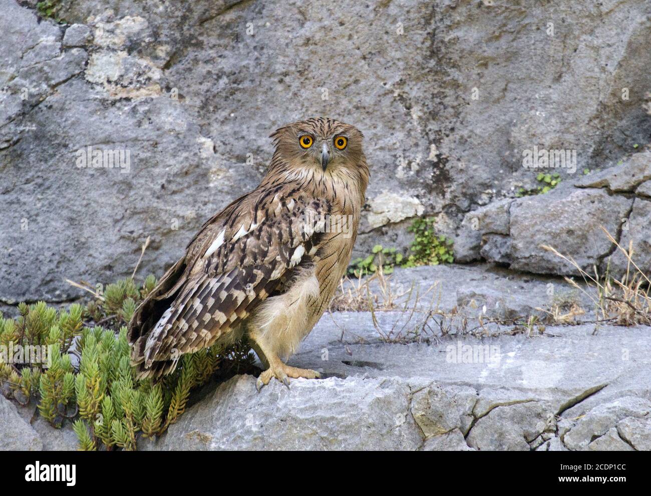 brown fish-owl at Green Canyon near Manavgat, Olymapinar reservoir ...