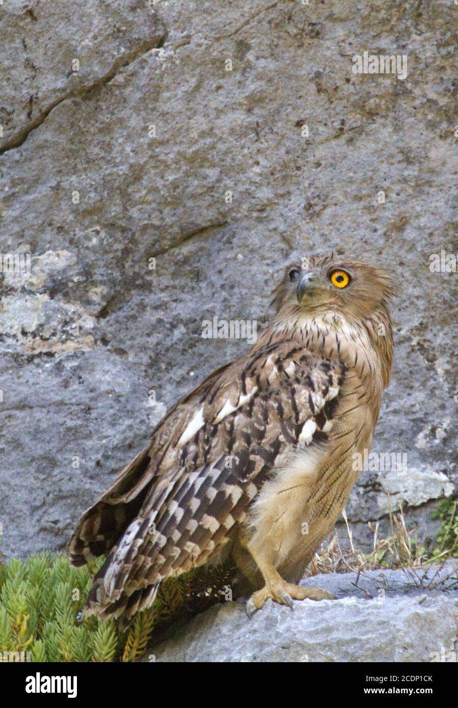 brown fish-owl at Green Canyon near Manavgat, Olymapinar reservoir ...