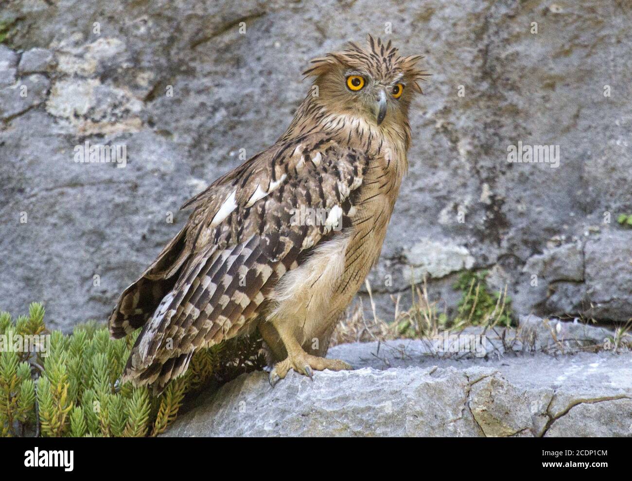 brown fish-owl at Green Canyon near Manavgat, Olymapinar reservoir ...