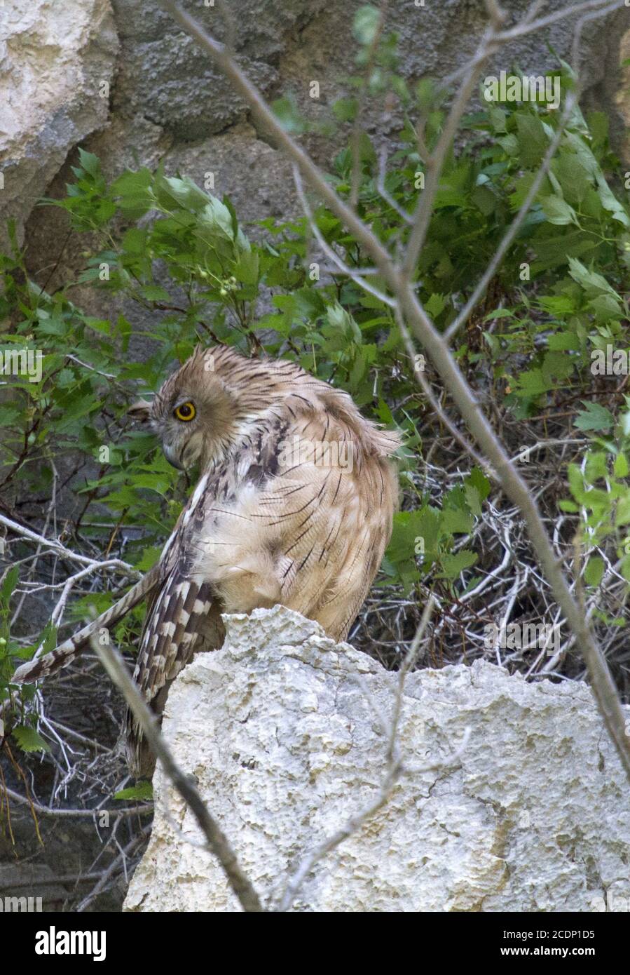 Brown fish owl turkey hi-res stock photography and images - Alamy