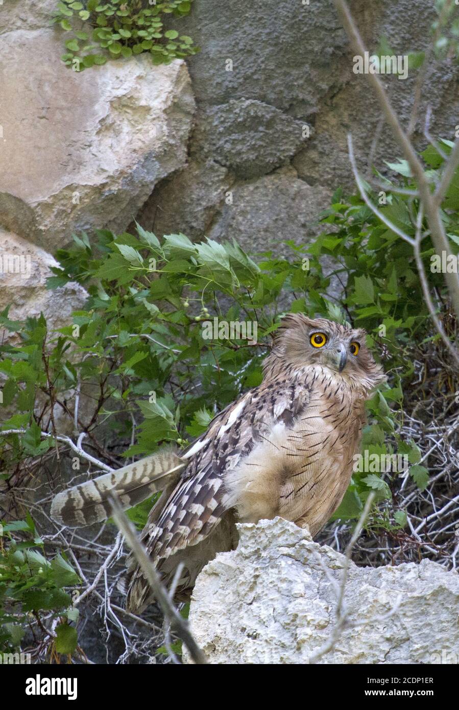 brown fish-owl at Green Canyon near Manavgat, Olymapinar reservoir ...