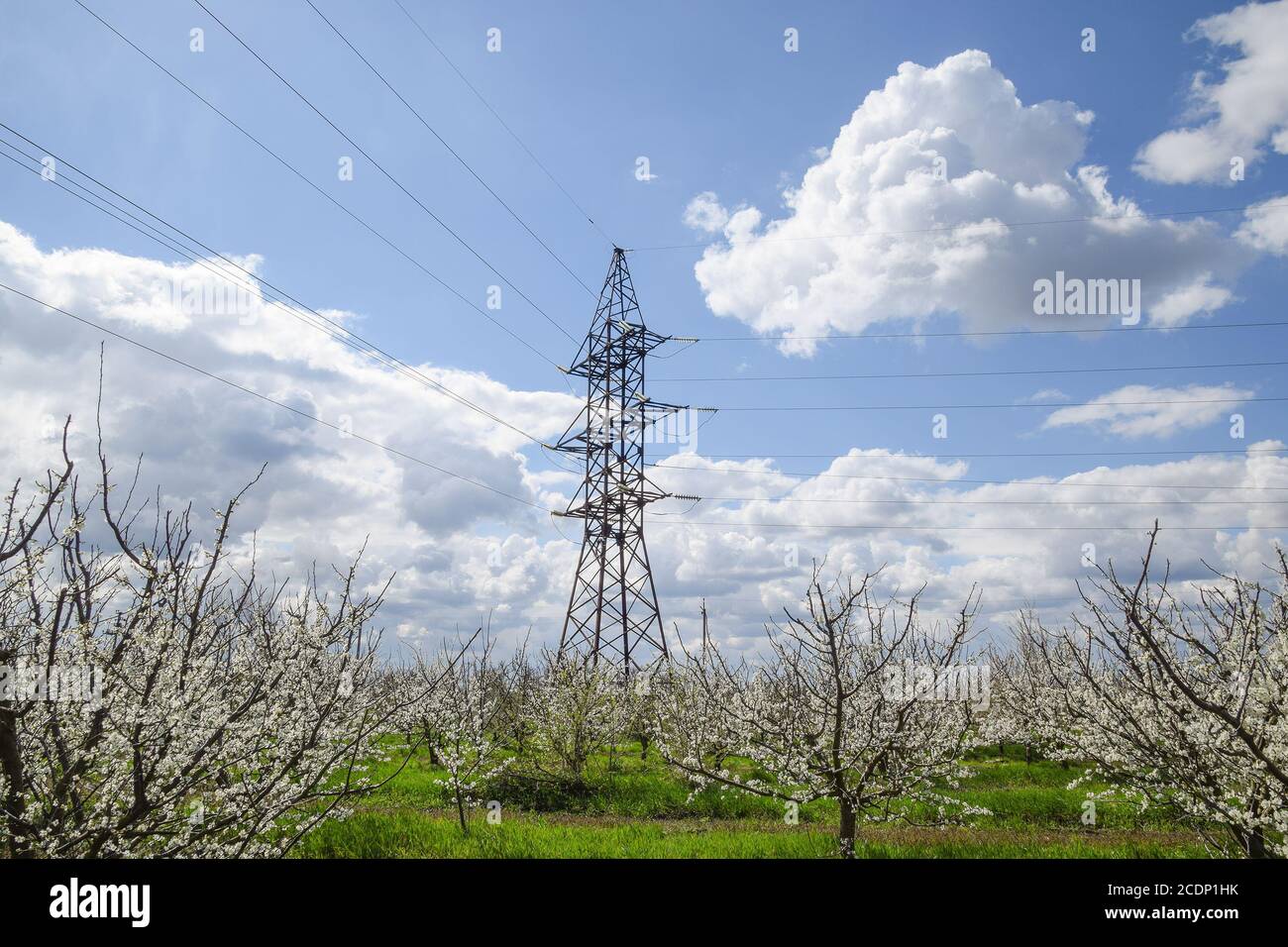 Transmission tower in the flowering plum garden Stock Photo - Alamy