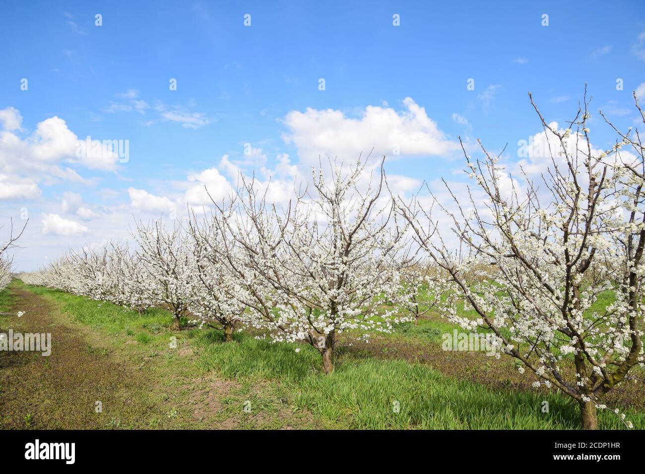 Flowering plum garden Stock Photo - Alamy