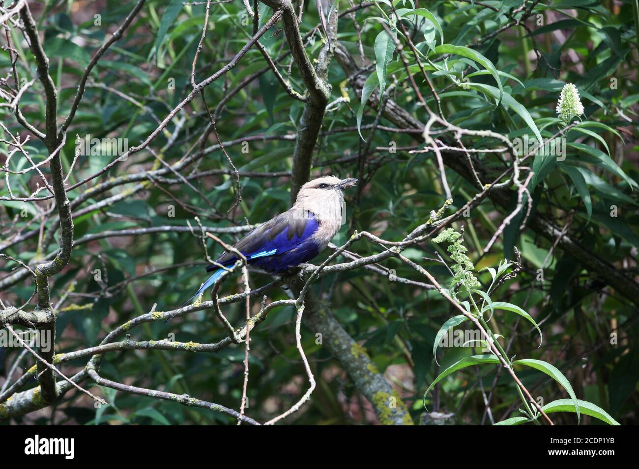 Blue-bellied roller in a tree Stock Photo - Alamy