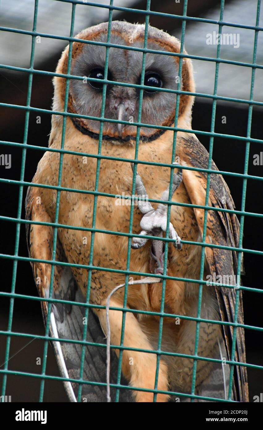 Grey faced barn owl at Suffolk Owl Sanctuary, Stonham Aspal, Suffolk ...