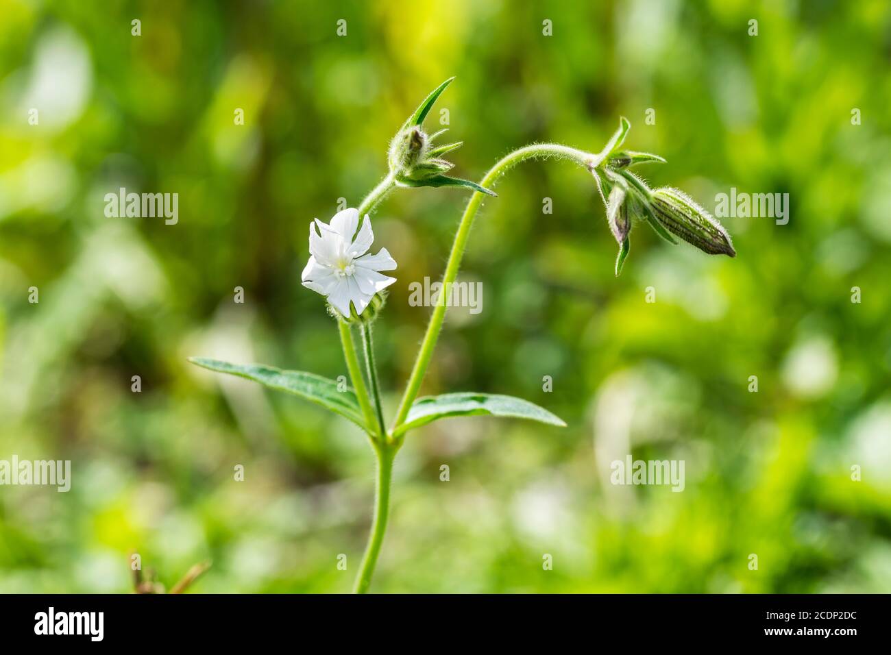 White Campion Silene latifolia Stock Photo - Alamy