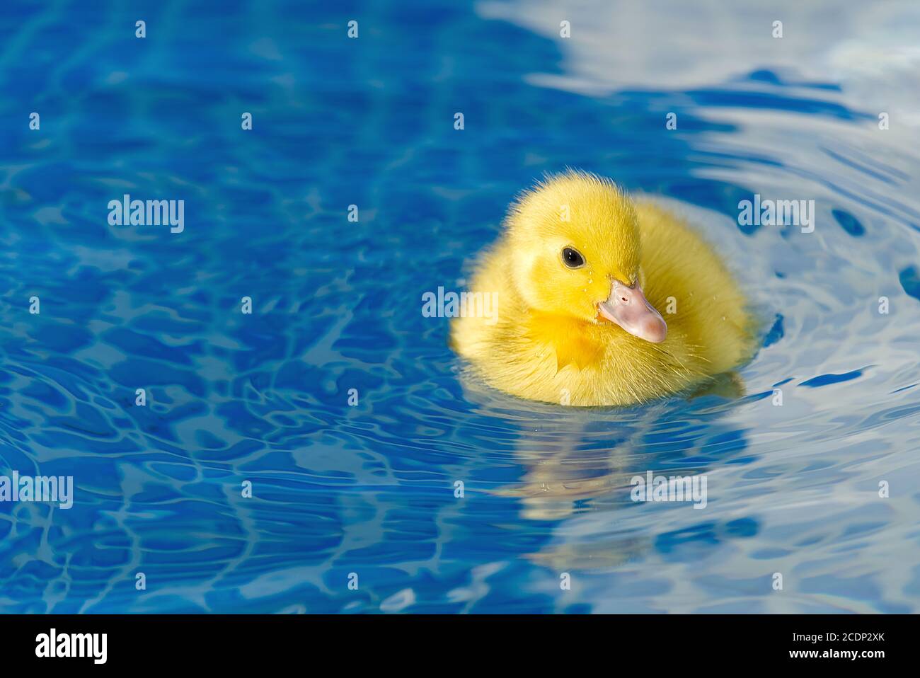 Yellow small cute duckling in swimming pool. Duckling swimming in ...