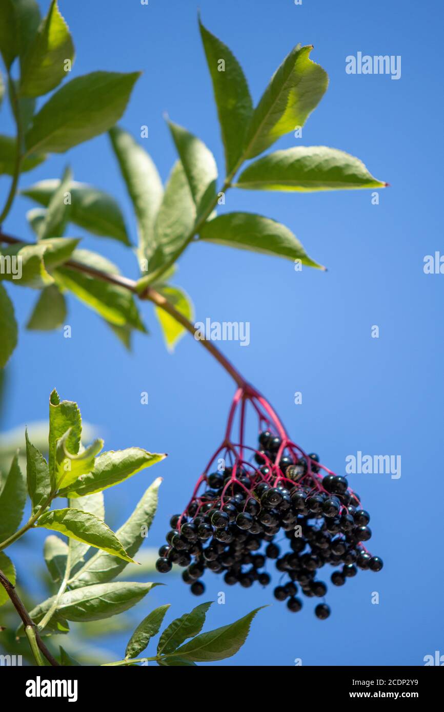 Berries of "Sambucus Nigra" (Black Elderberry) - Fruit cluster hanging ...