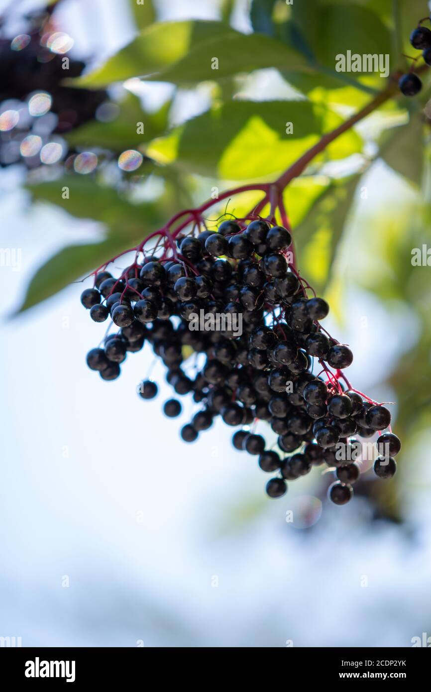 Berries of "Sambucus Nigra" (Black Elderberry) - Fruit cluster hanging ...