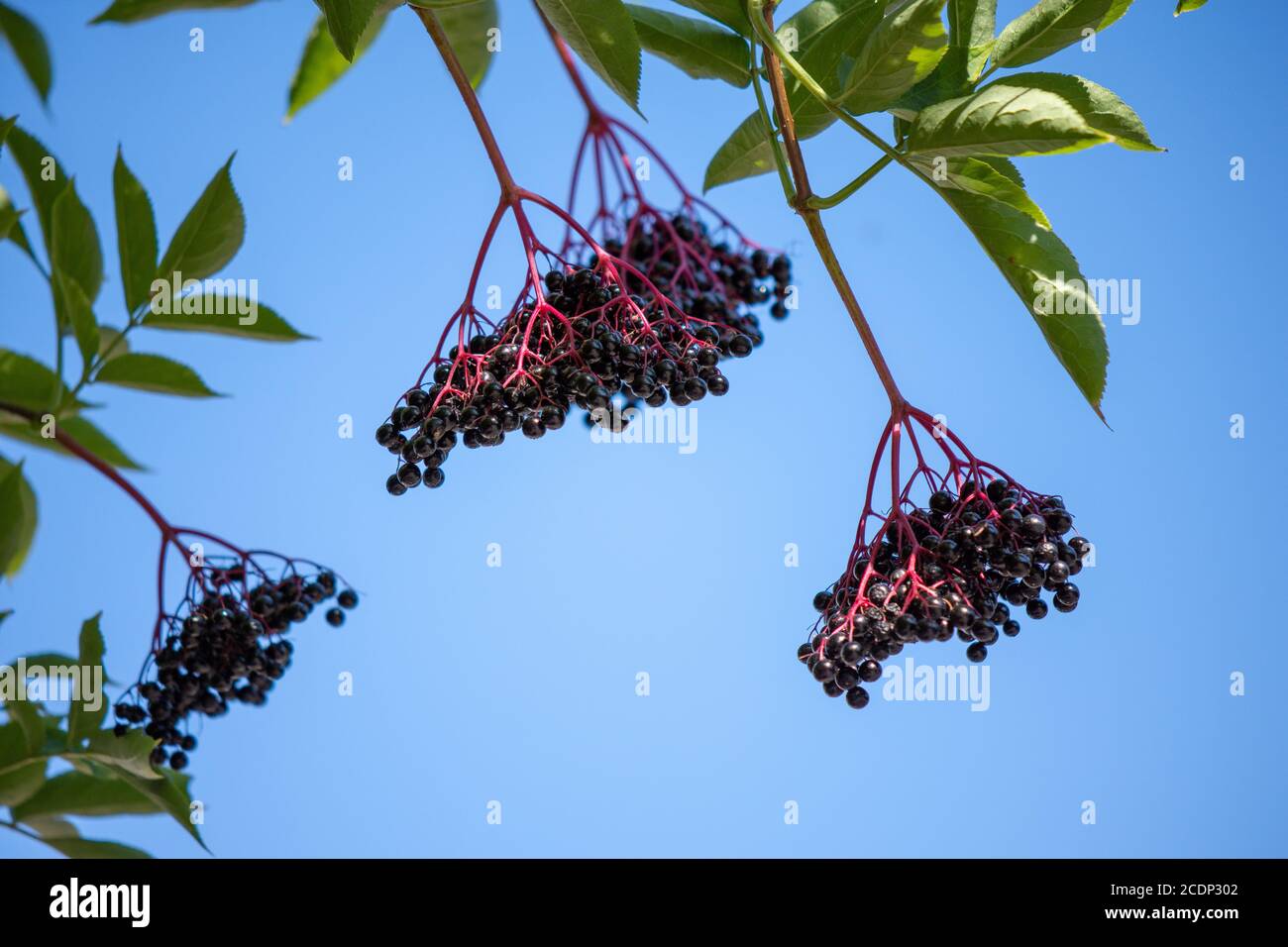 Berries of "Sambucus Nigra" (Black Elderberry) - Fruit cluster hanging ...