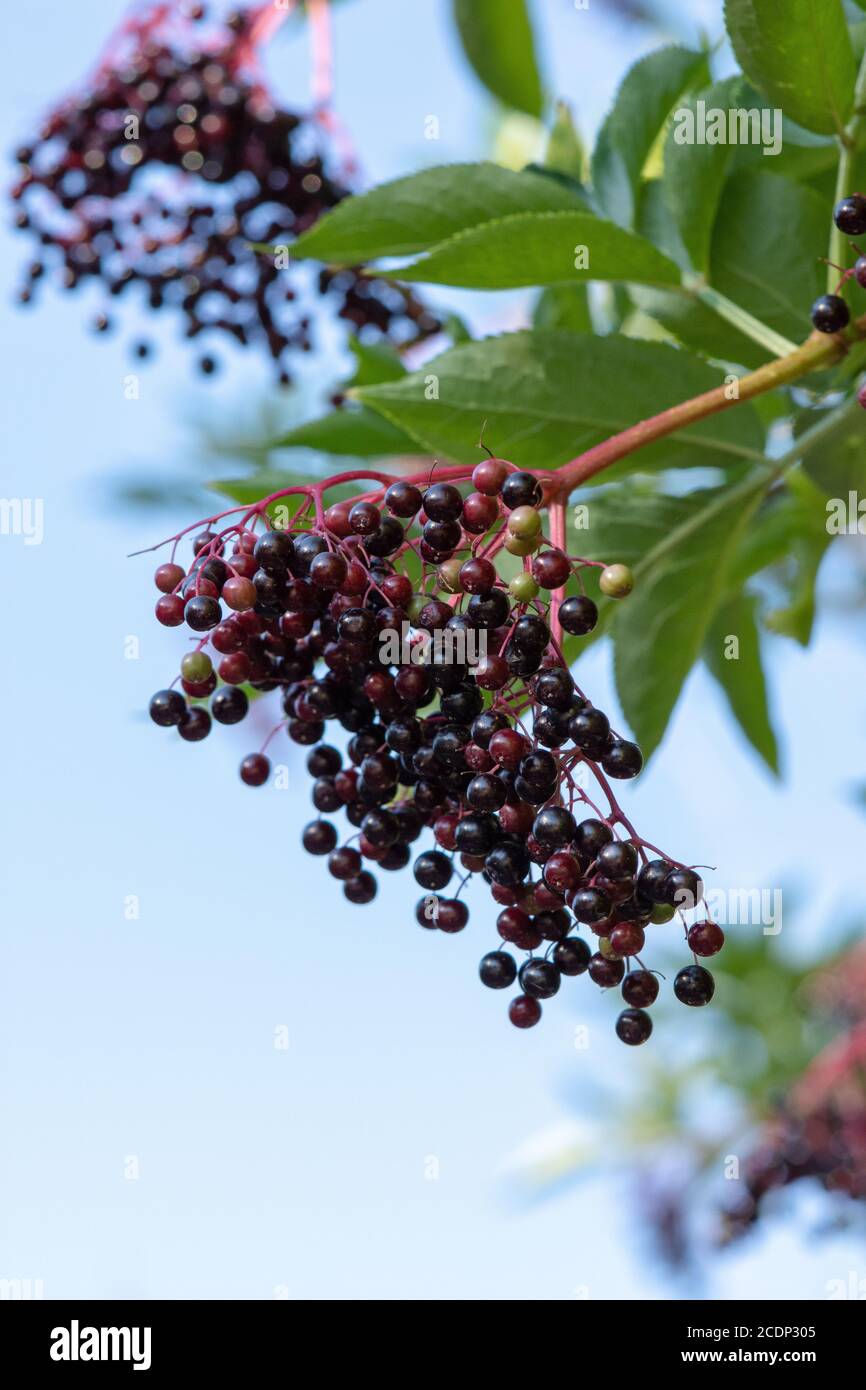 Berries of "Sambucus Nigra" (Black Elderberry) - Fruit cluster hanging ...