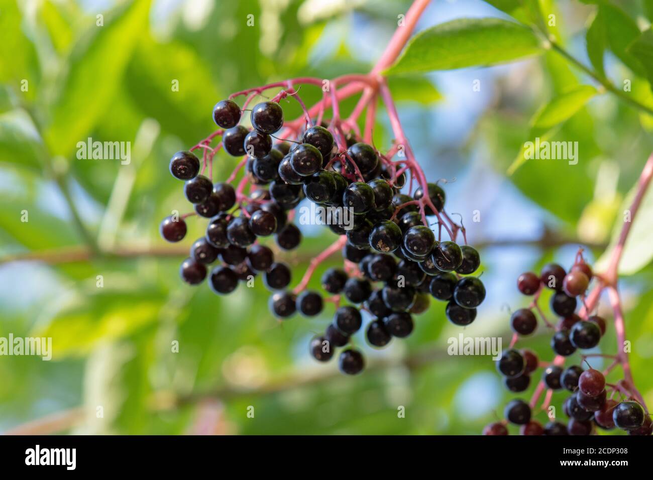 Berries of "Sambucus Nigra" (Black Elderberry) - Fruit cluster hanging ...