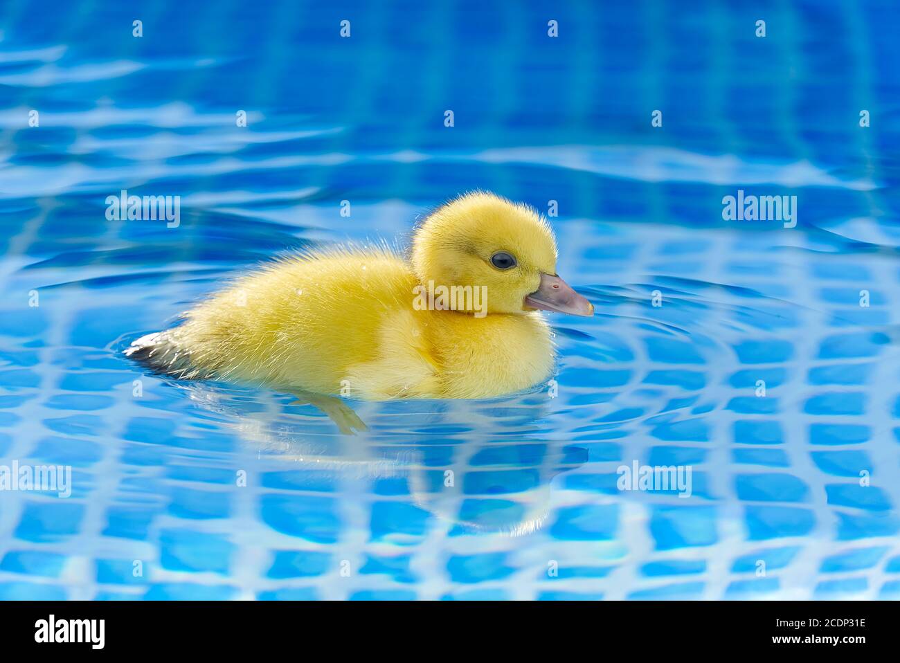 Yellow small cute duckling in swimming pool. Duckling swimming in ...