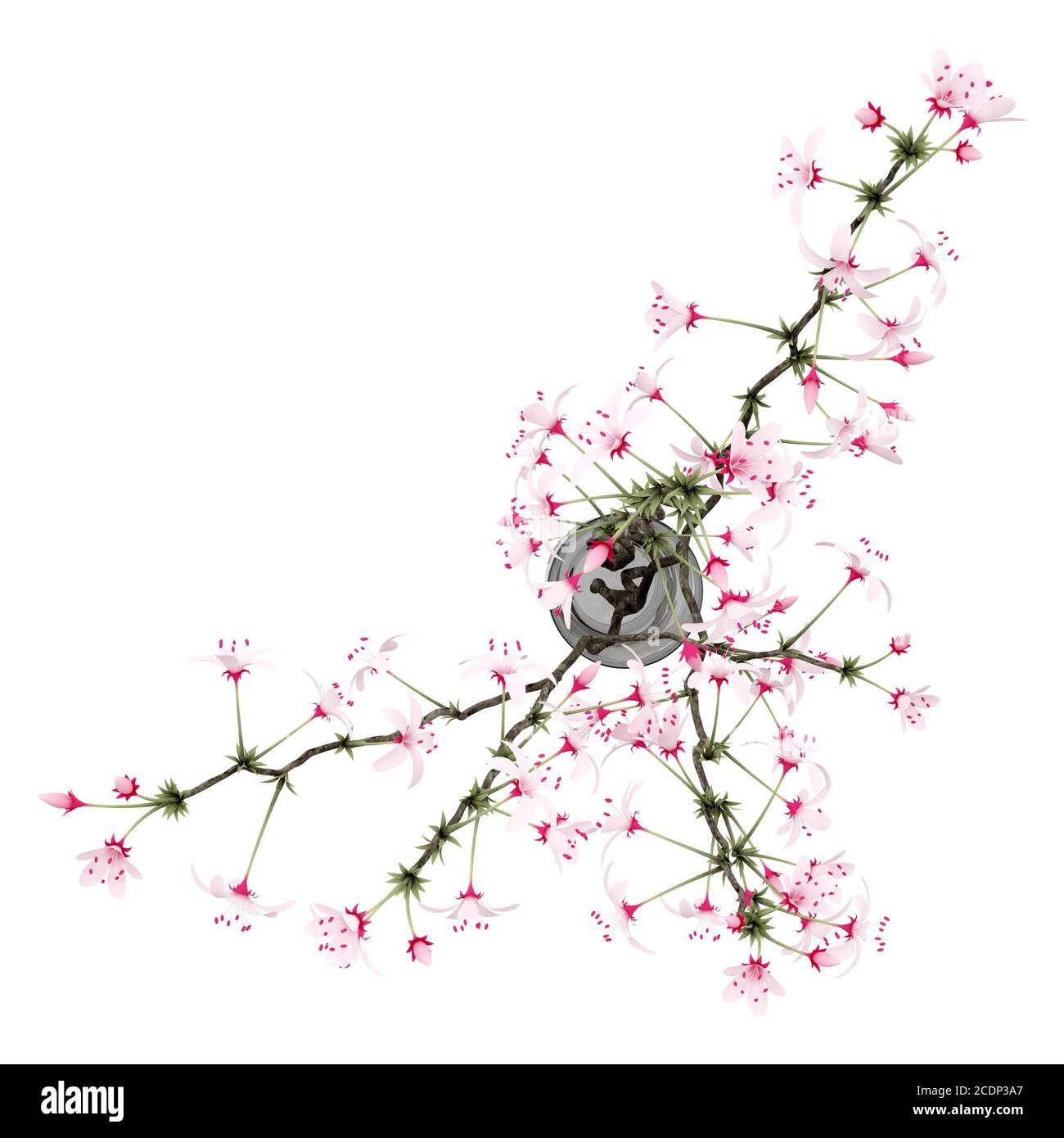 top view of flowering tree twigs in glass vase isolated on white ...