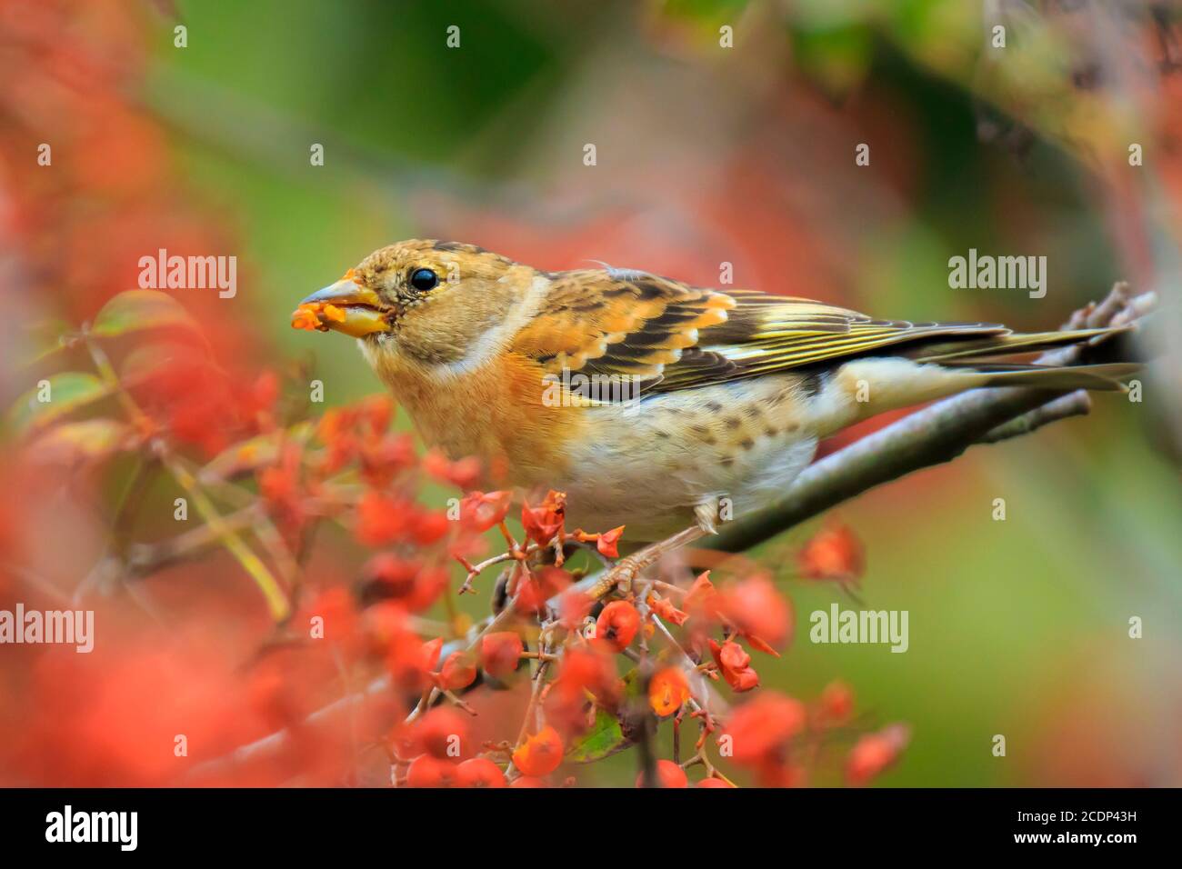 Closeup of a male brambling bird, Fringilla montifringilla, in winter ...
