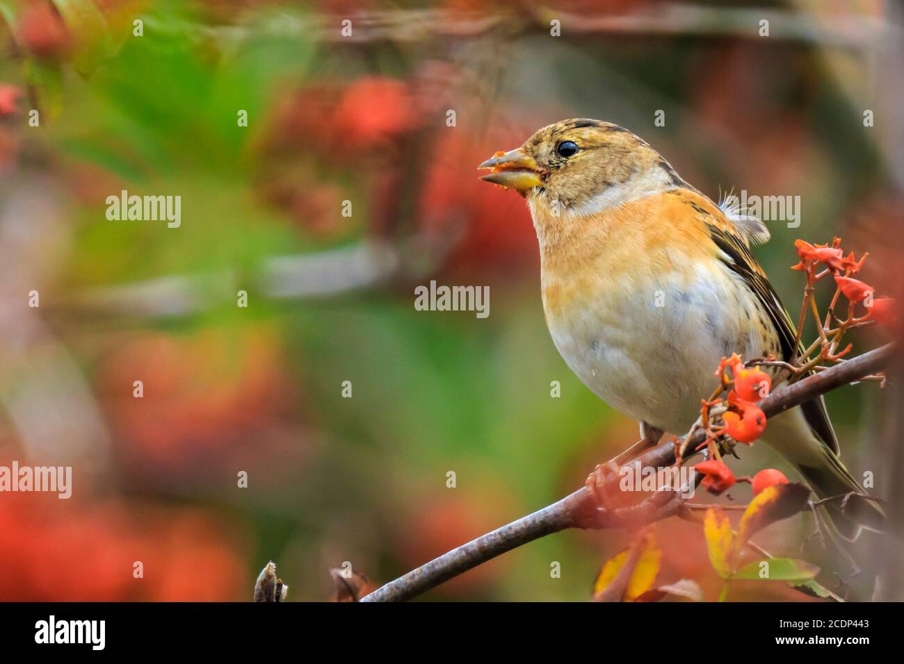 Closeup of a male brambling bird, Fringilla montifringilla, in winter ...