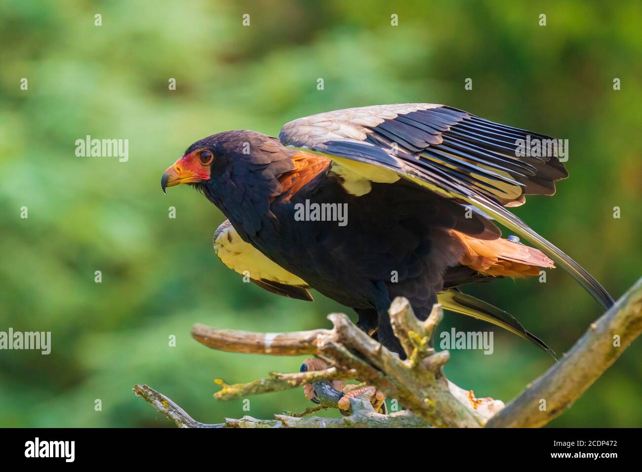 National emblem of zimbabwe hi-res stock photography and images - Alamy