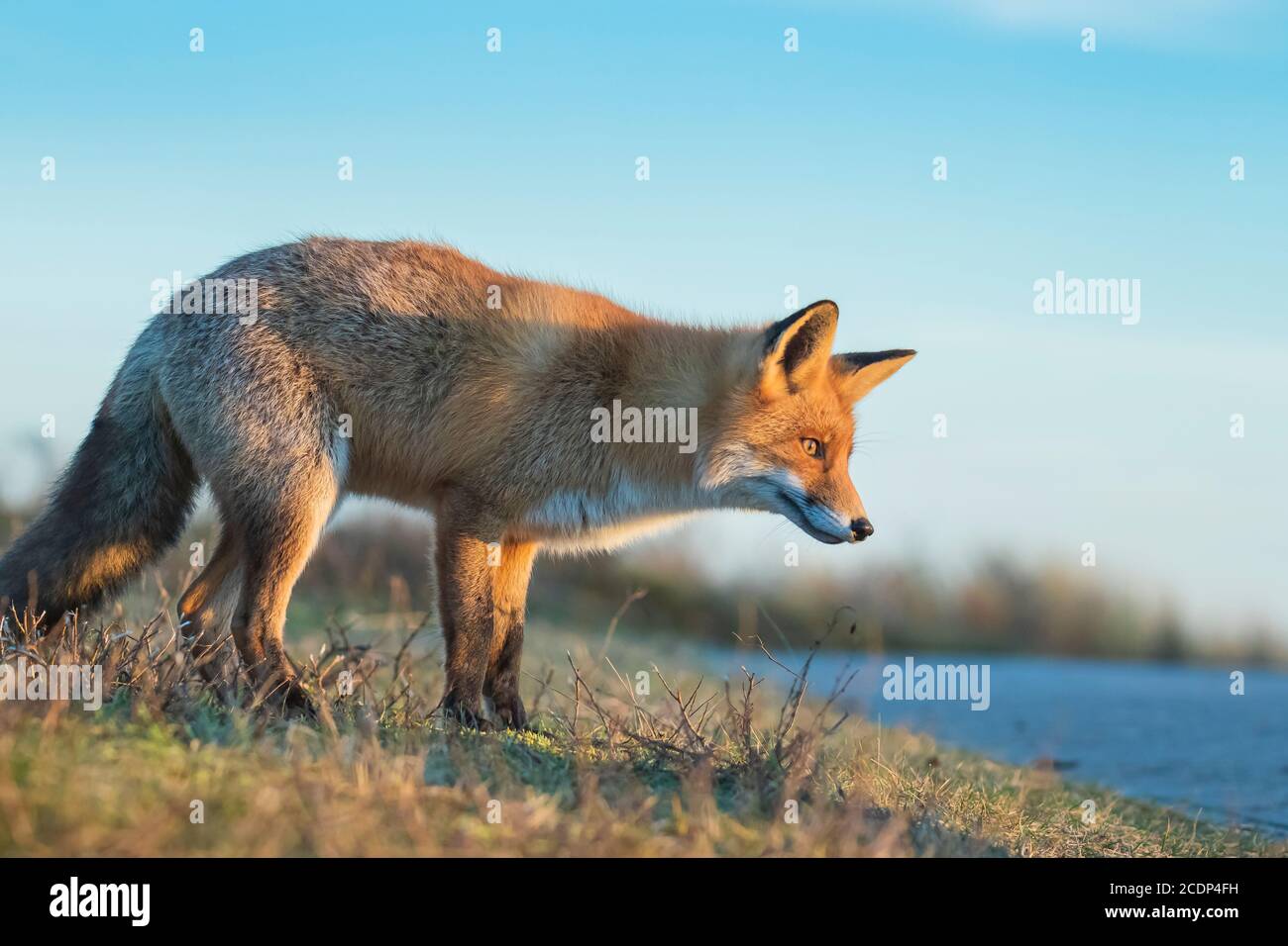 Close-up of a wild red fox, vulpes vulpes, scavenging during a ...