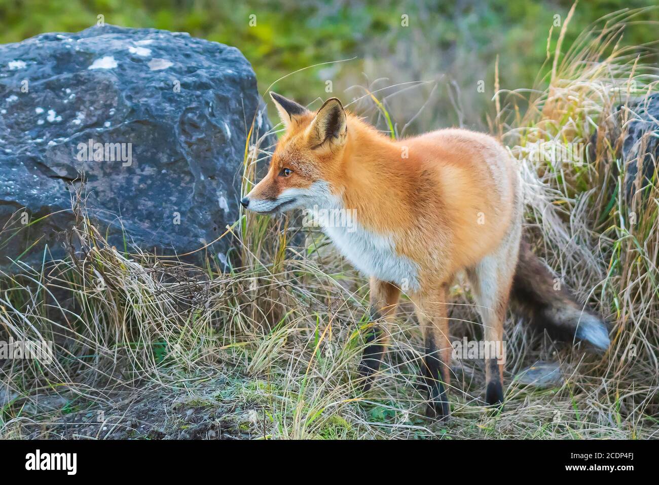 Wild young red fox, vulpes vulpes, scavenging in a forest and meadow, low point of view and ...