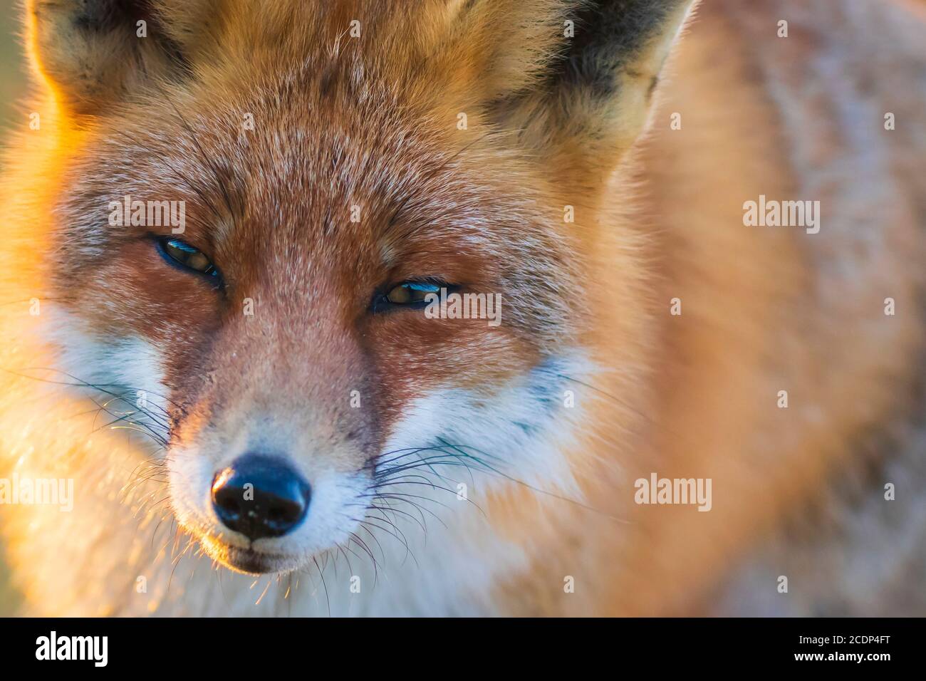Close-up of a wild red fox, vulpes vulpes, scavenging during a ...