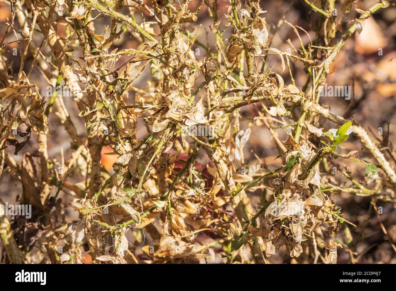 Closeup of a buxus bush infested by the Box tree moth caterpillar ...