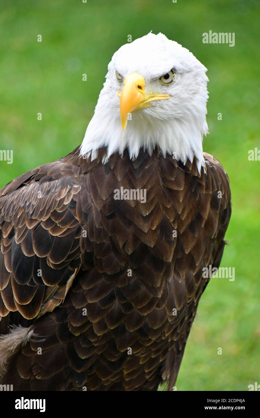 Bald Eagle at Suffolk Owl Sanctuary, Stonham Aspal, Suffolk, UK Stock ...