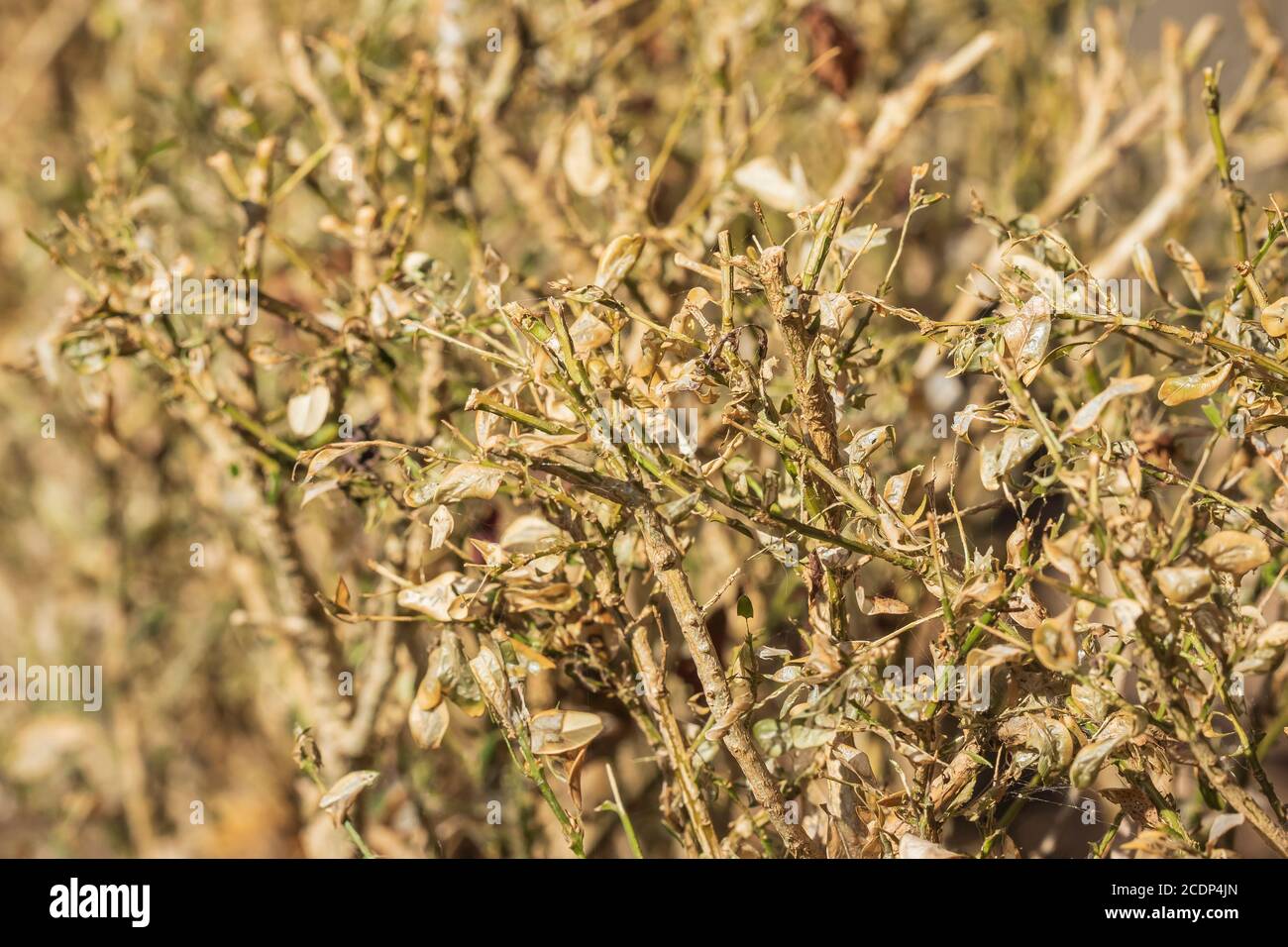 Closeup of a buxus bush infested by the Box tree moth caterpillar ...