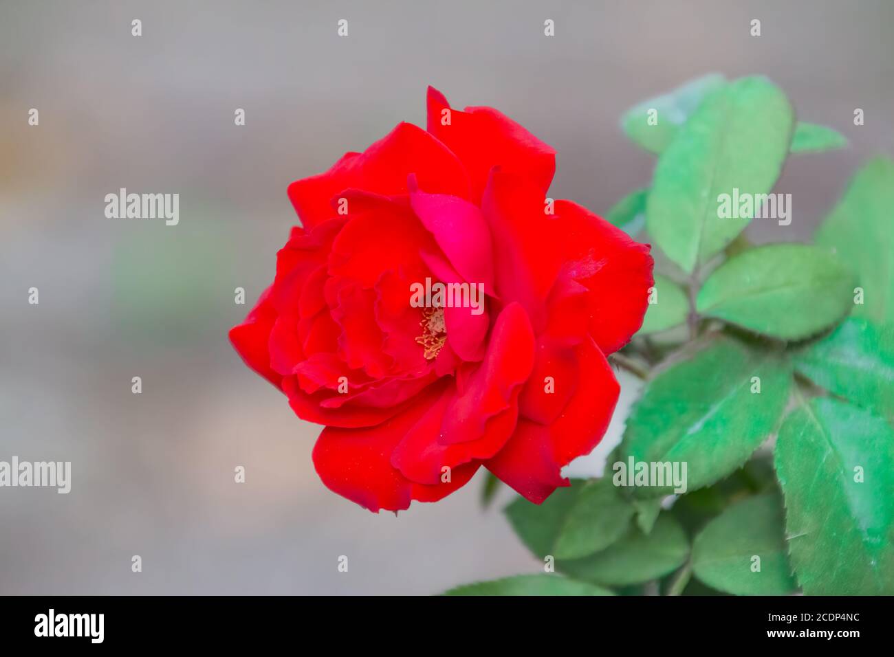 A close up of a flower Stock Photo - Alamy