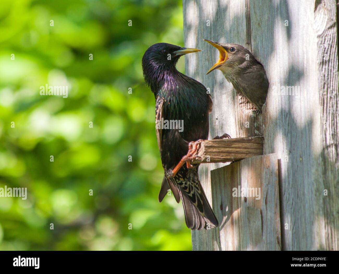 Baby starling hi-res stock photography and images - Alamy