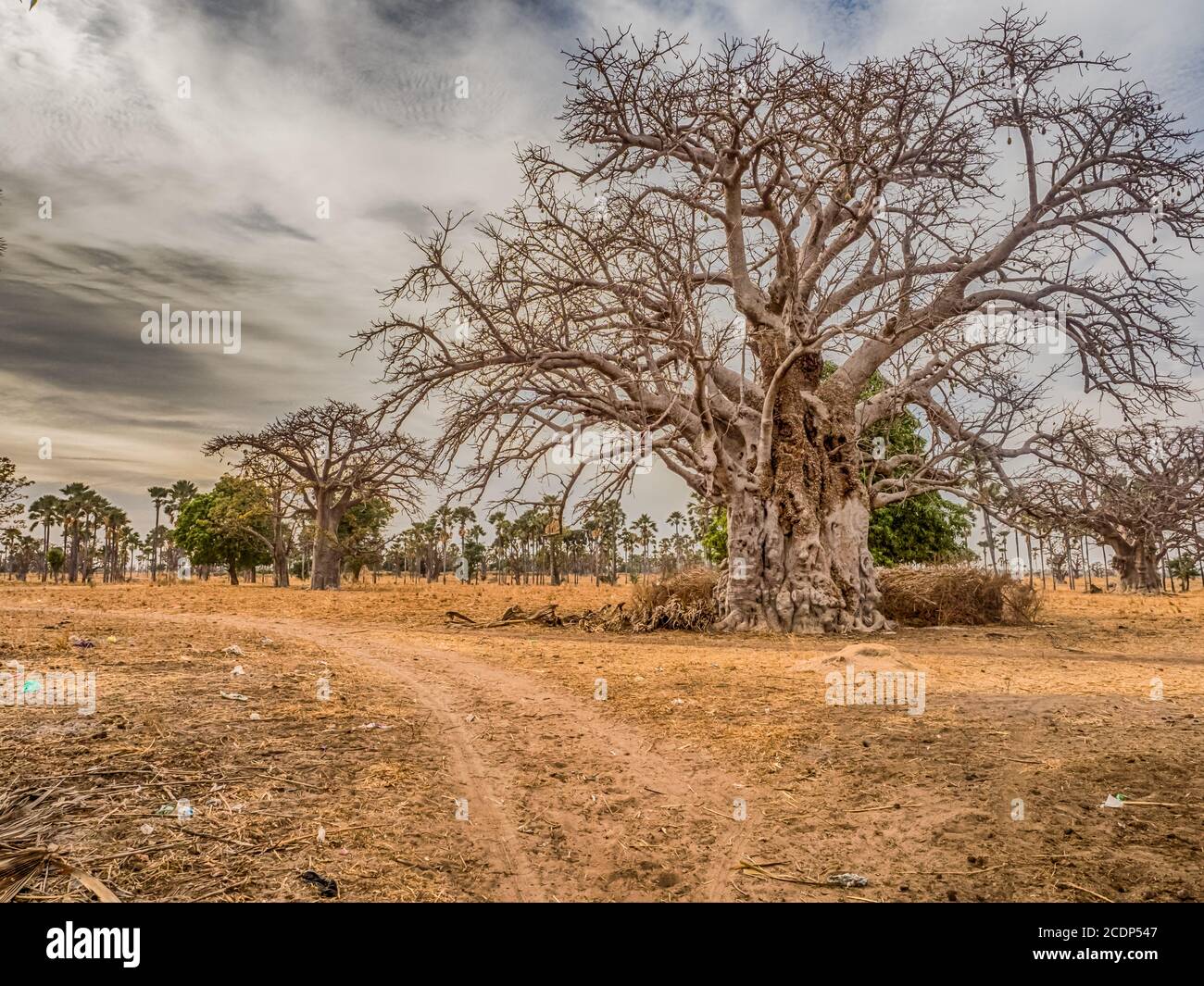 A huge baobab trees next to the red african road.Tree of happiness ...