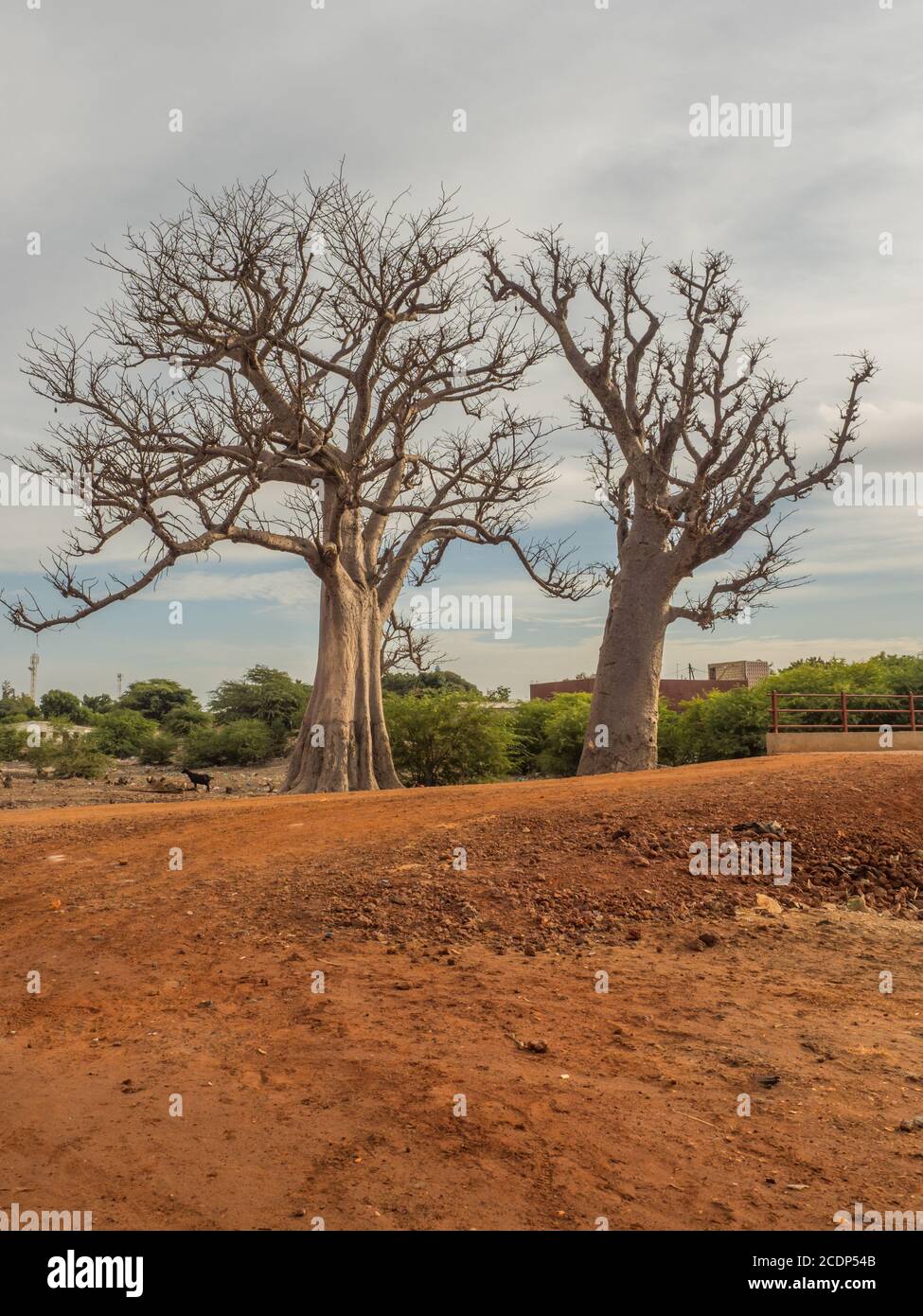 A huge baobab trees next to the red african road.Tree of happiness ...