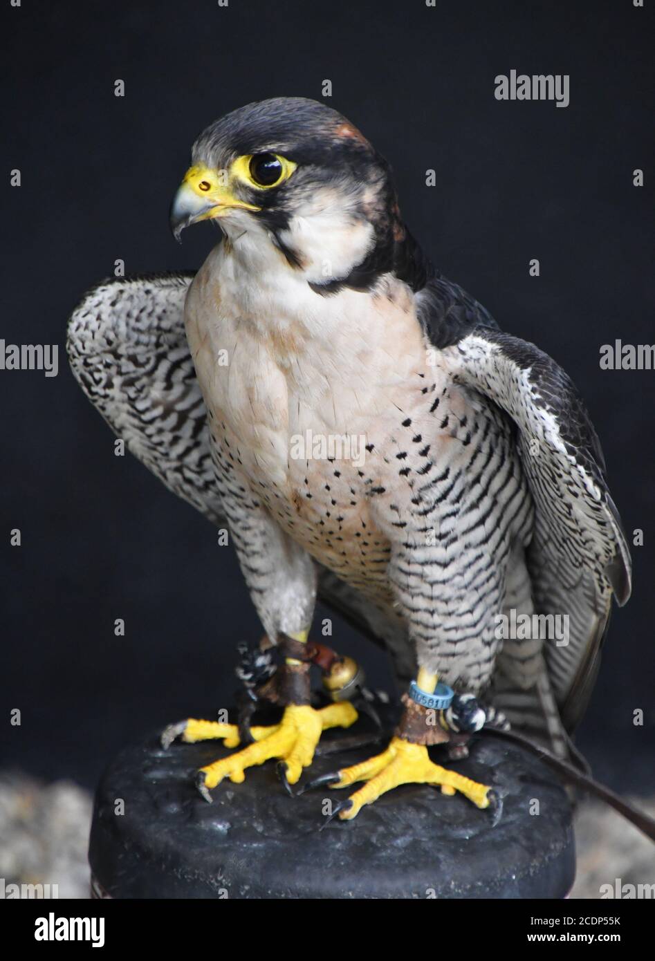English bird sanctuary hi-res stock photography and images - Alamy