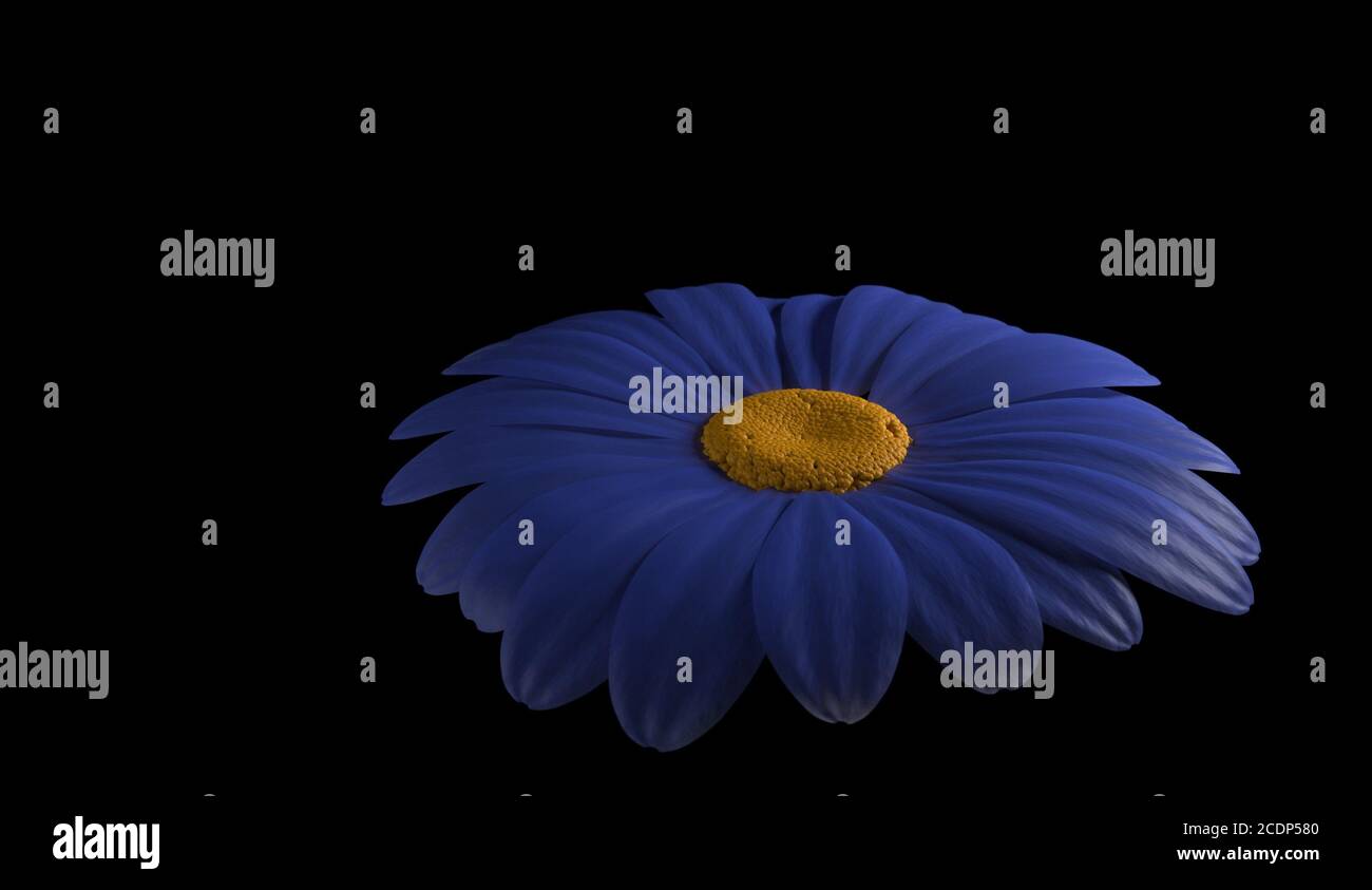 abstract of blue gerbera flower render Stock Photo - Alamy