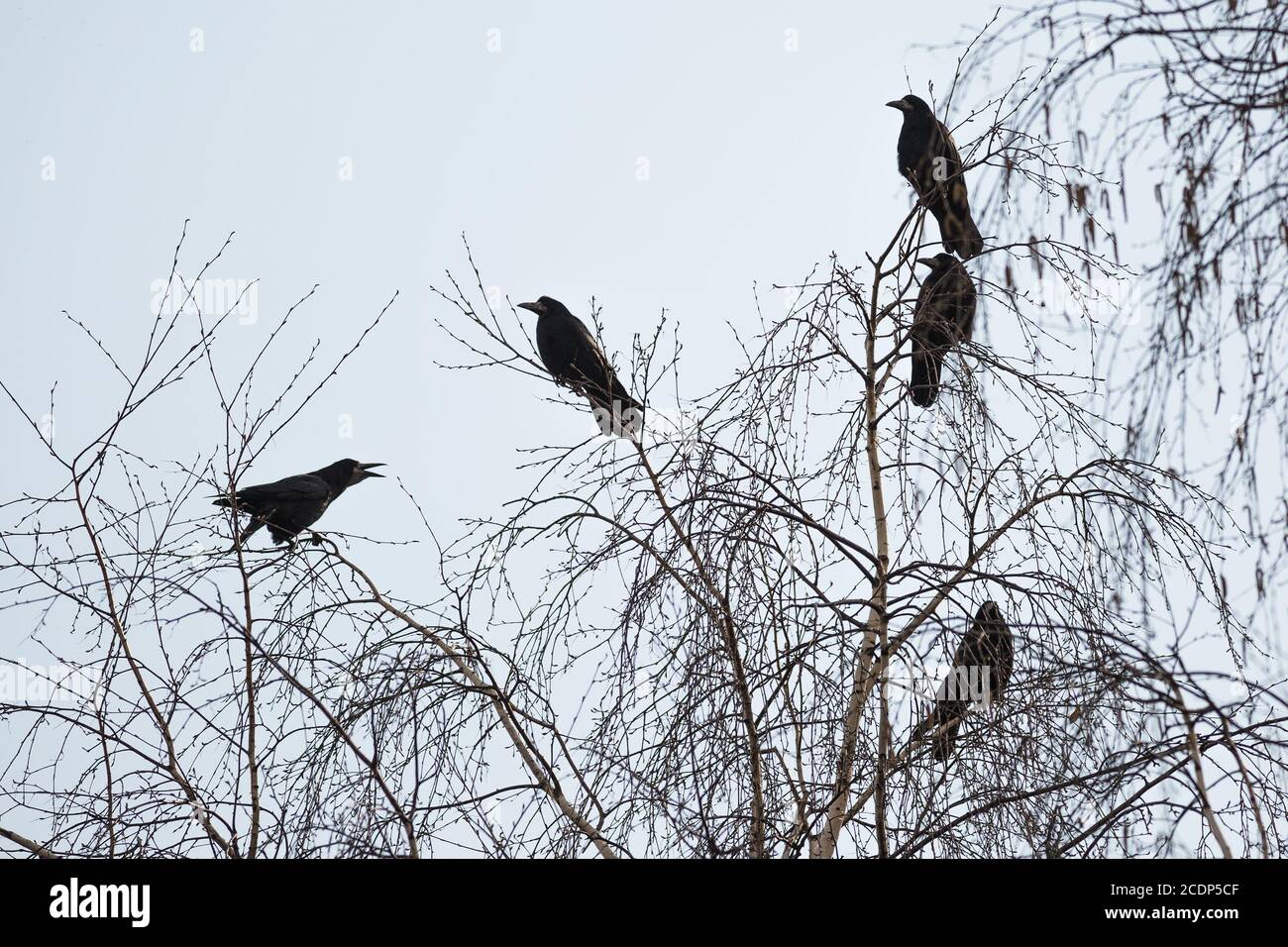 Rooks nest hi-res stock photography and images - Alamy