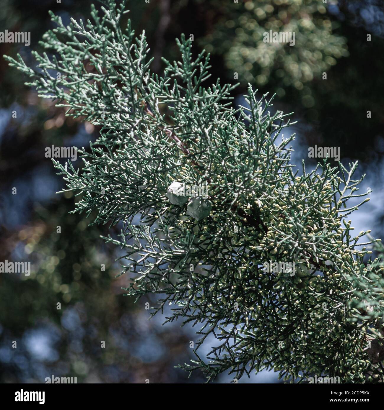 Detail of a coniferous tree with spiky green leaves and buds Stock ...