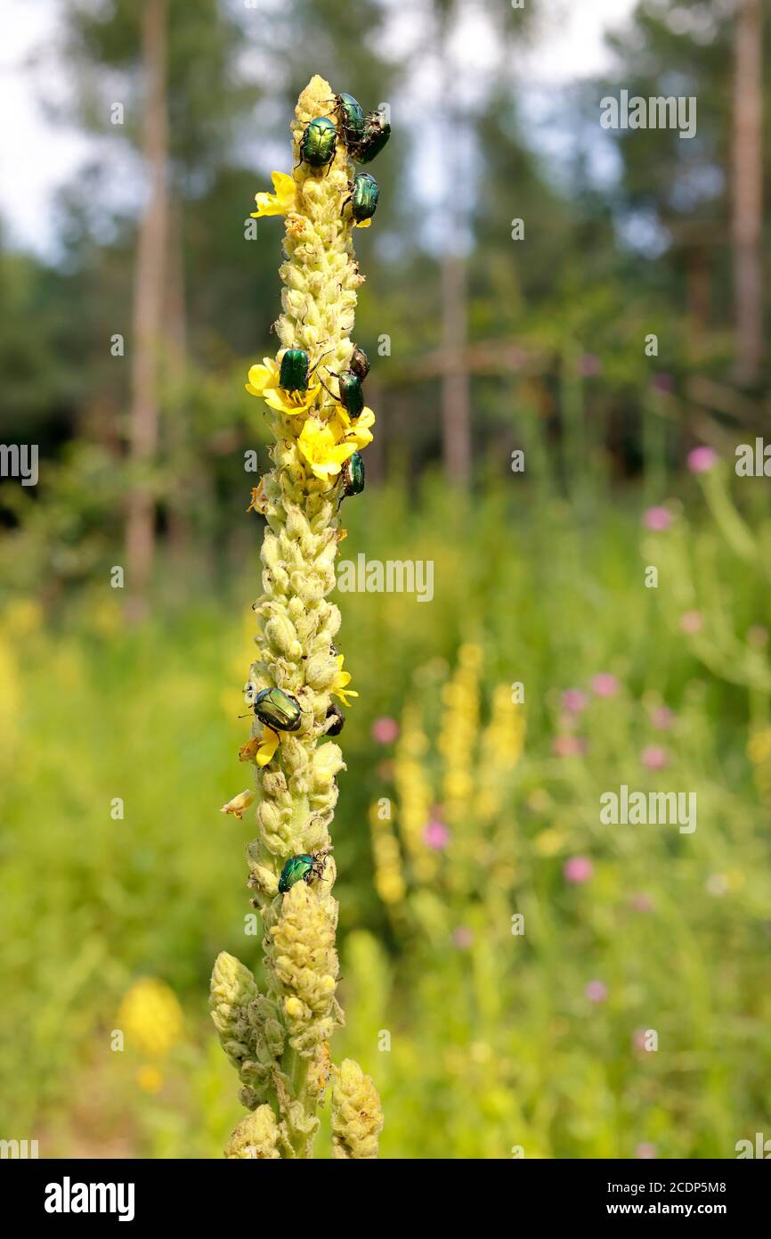 Yellow verbascum in the forest Stock Photo - Alamy