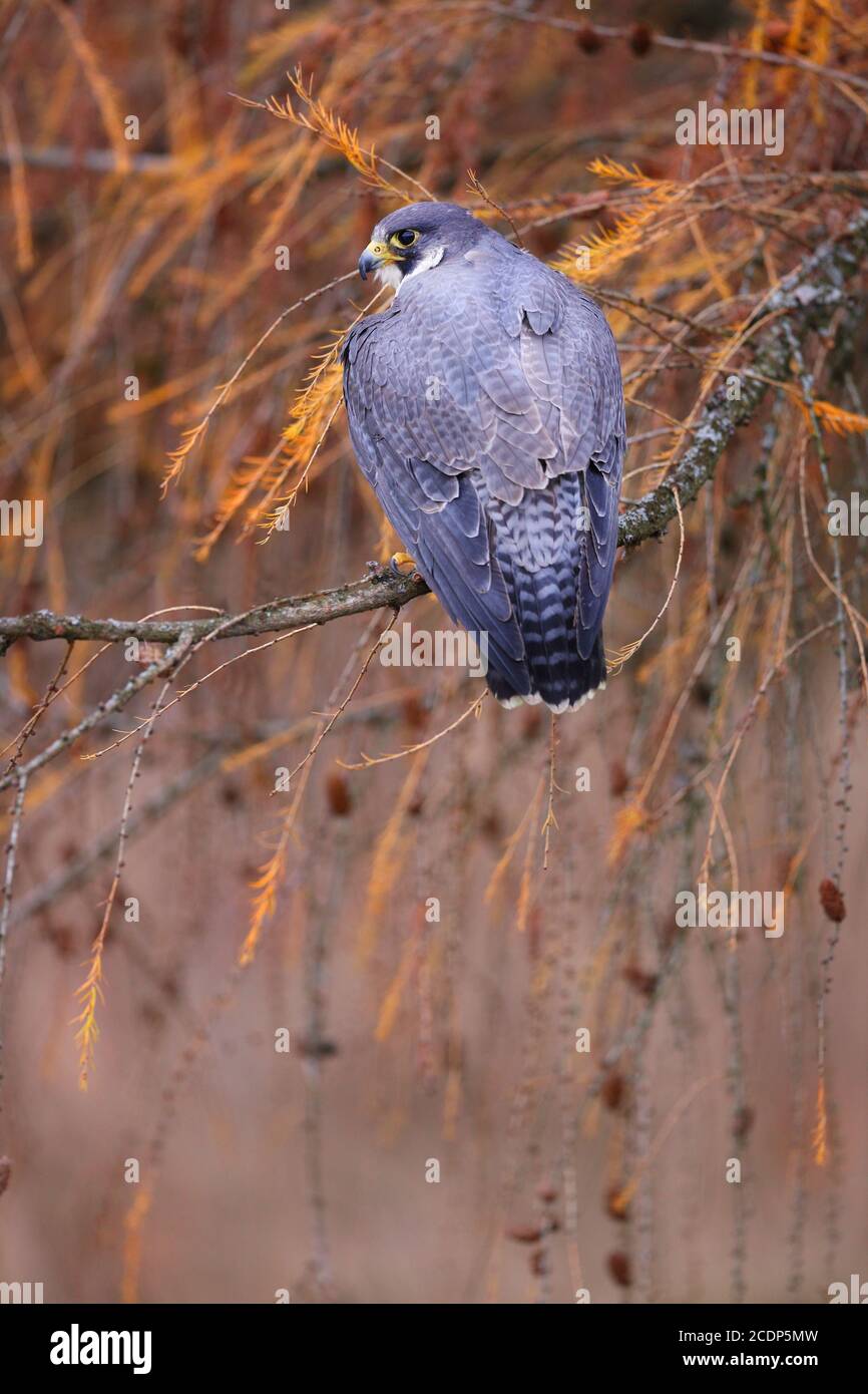 Sitting falcon hi-res stock photography and images - Alamy