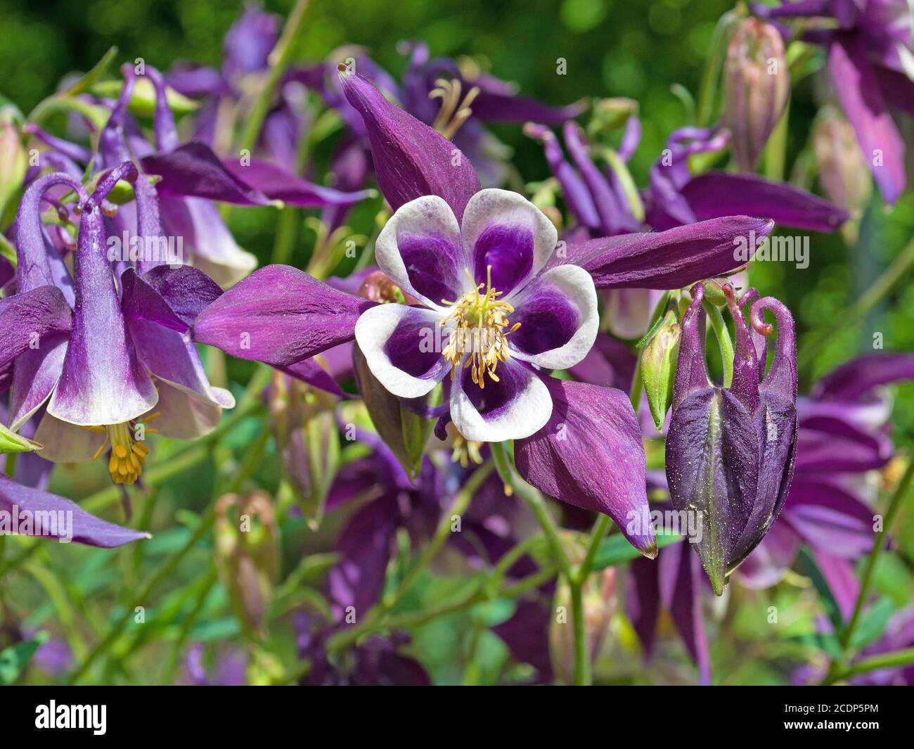 Columbine plant hi-res stock photography and images - Alamy