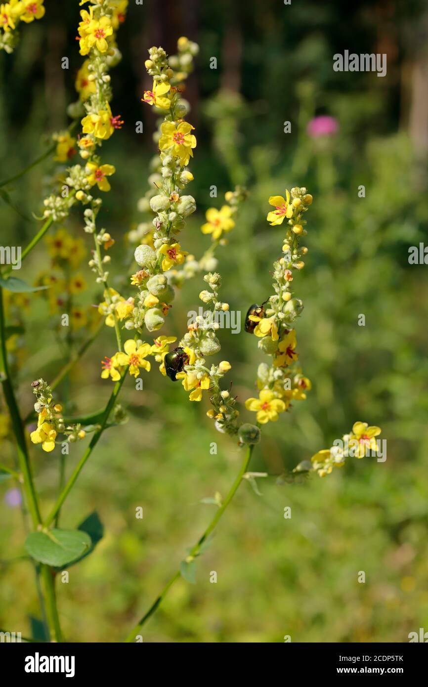 Yellow verbascum hi-res stock photography and images - Alamy
