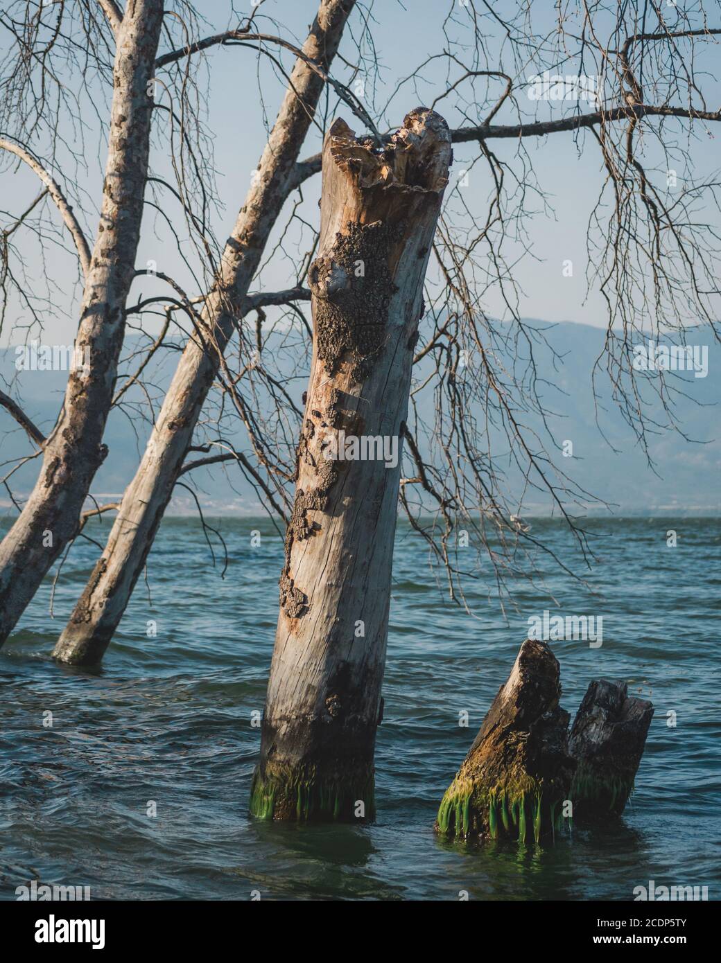 Flooded tree trunks after the heavy rains due to the global climate ...