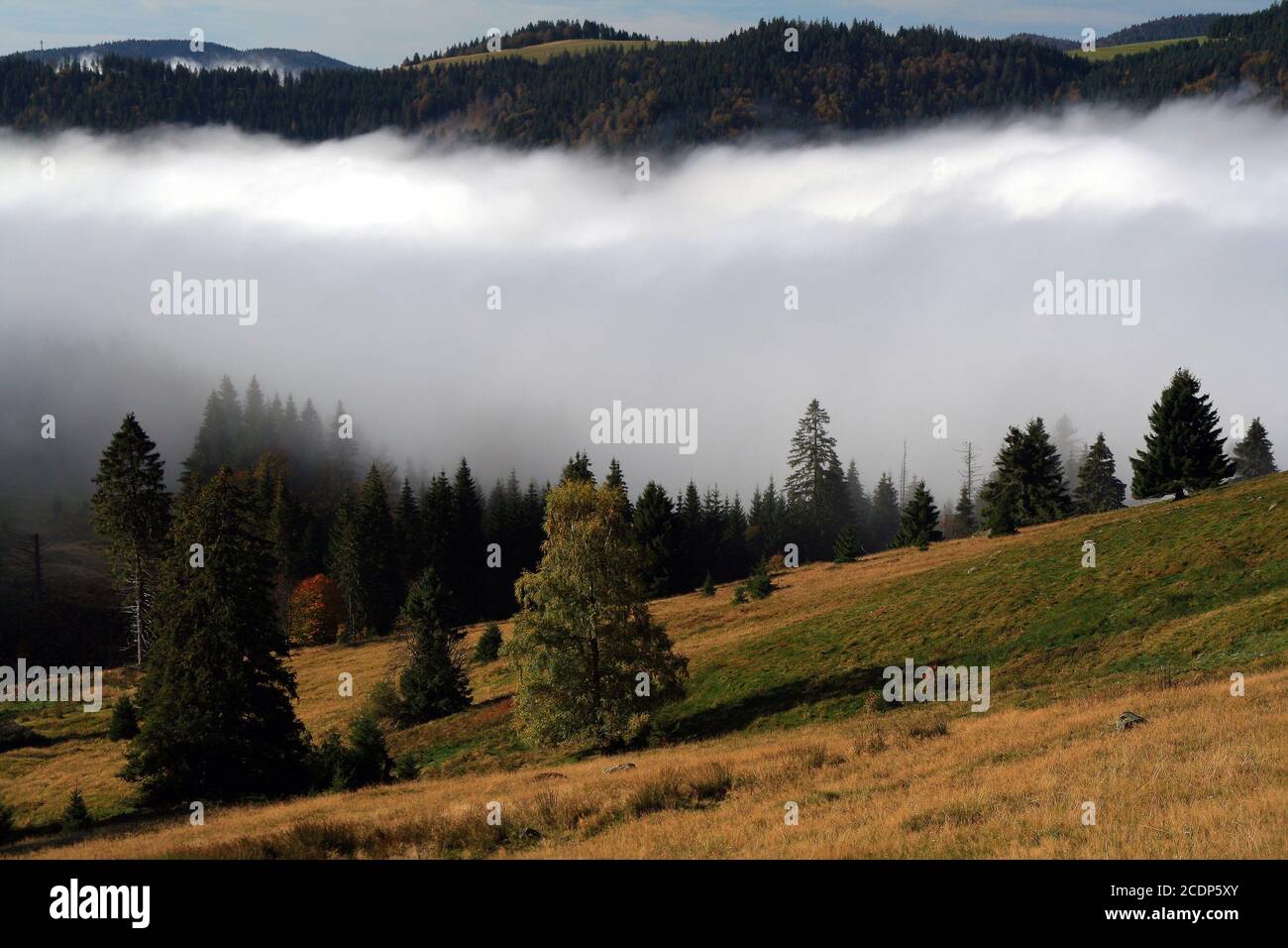 Needle forest region hi-res stock photography and images - Alamy