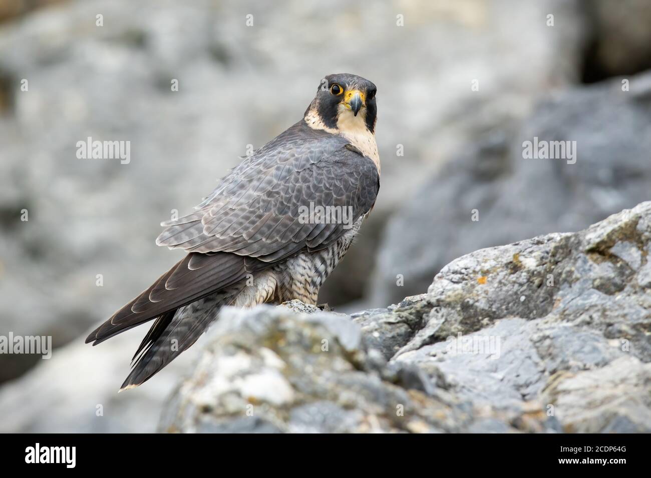 Adult peregrine falcon sitting on mountains in fall Stock Photo - Alamy