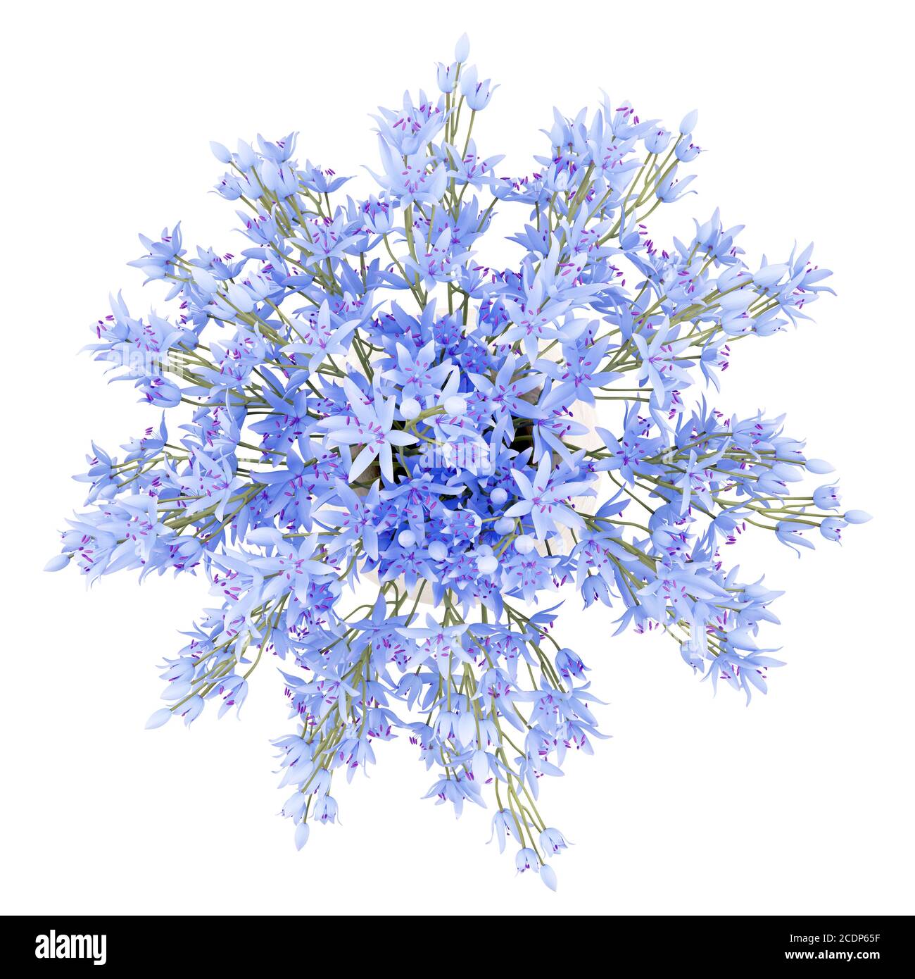 top view of blue flowers in vase isolated on white background. 3d ...