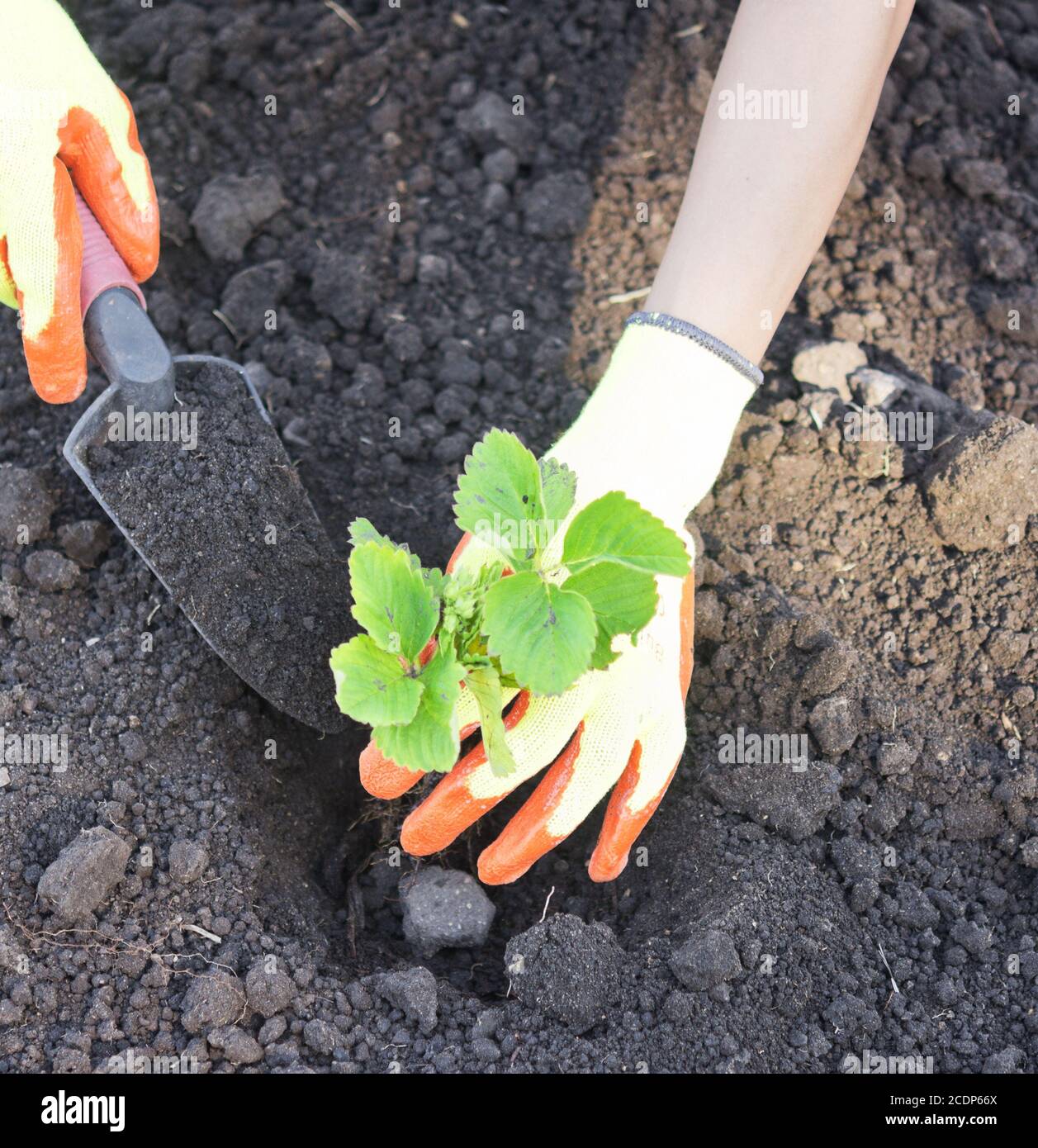 Hands and plants hi-res stock photography and images - Alamy