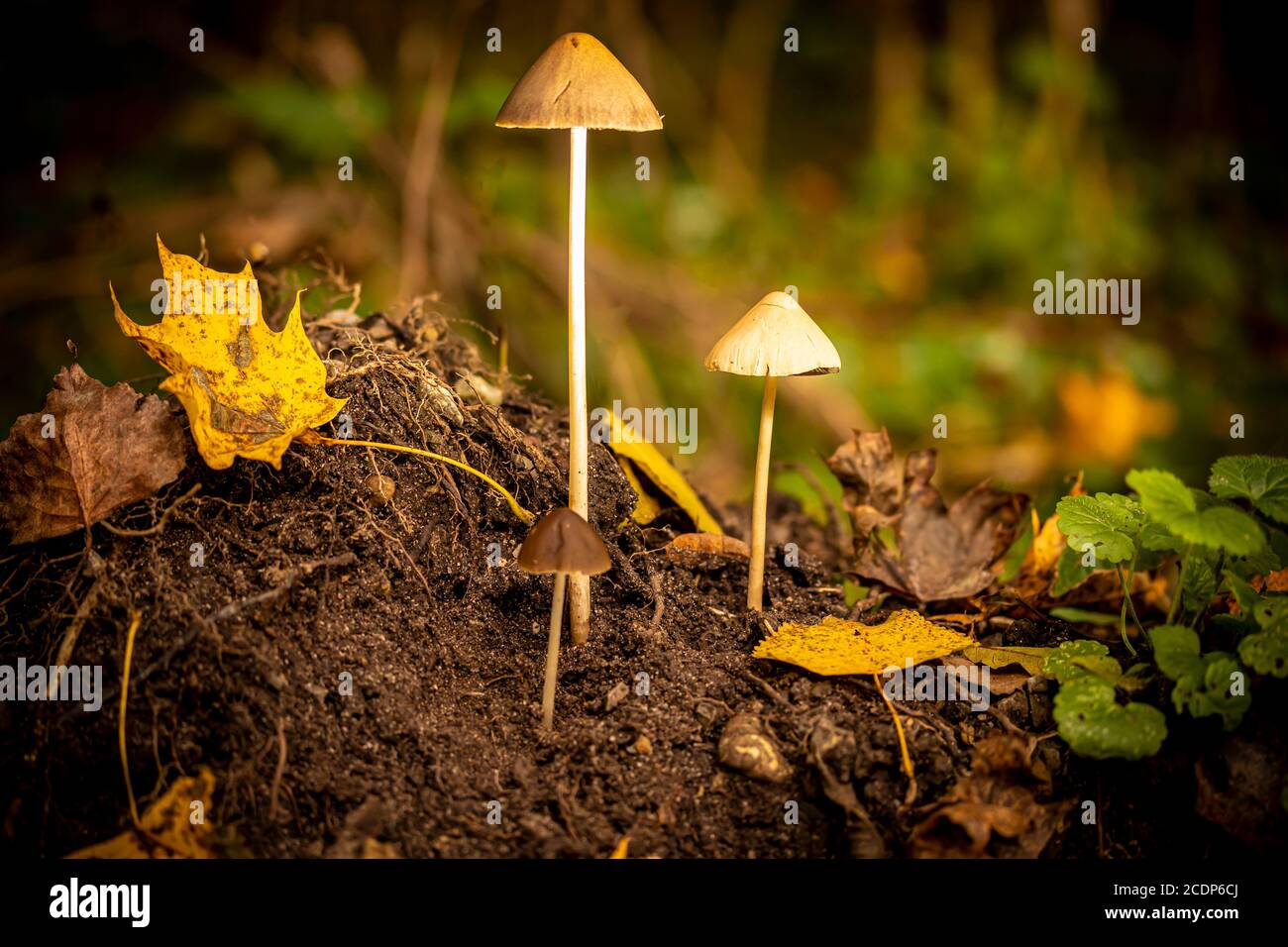 Root Fungus High Resolution Stock Photography and Images - Alamy