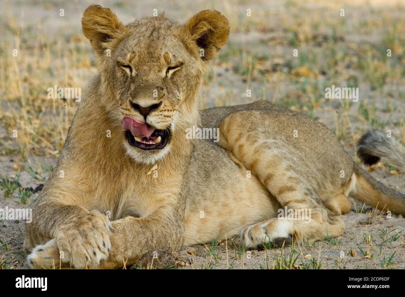 Adolescent lion laying down with paws crossed and mouth open while ...